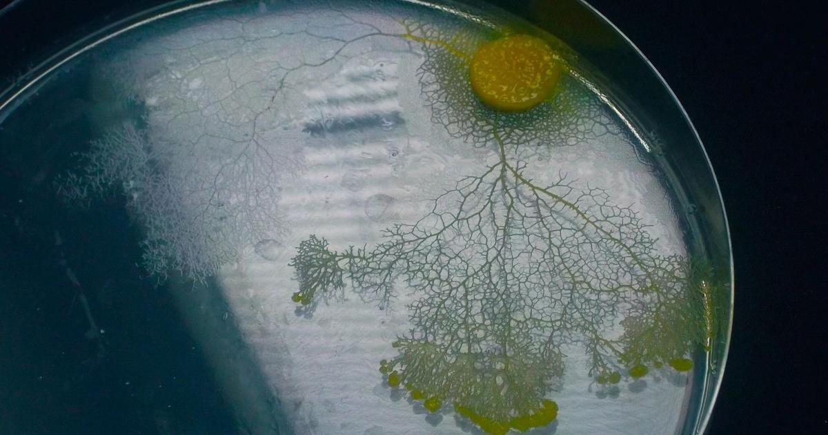 NOVA scienceNOW | PBS