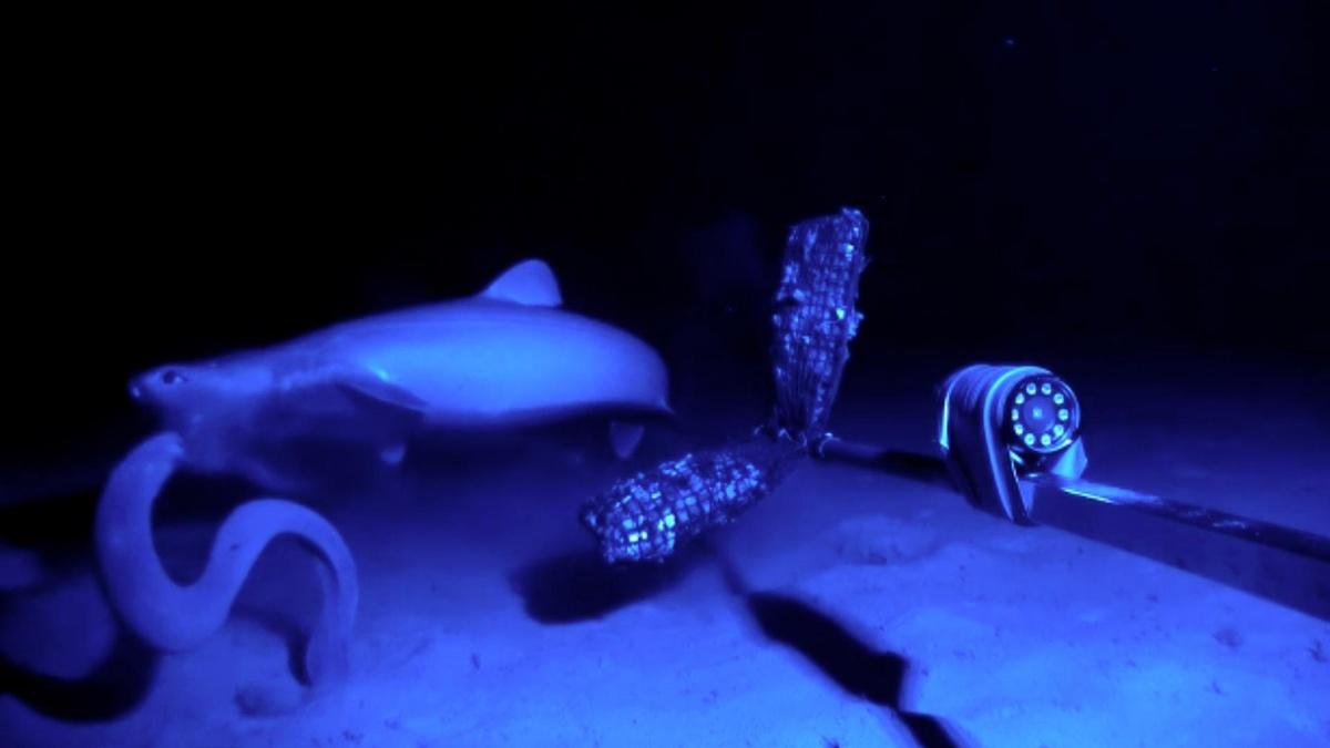 Hagfish Defense | NOVA | THIRTEEN - New York Public Media