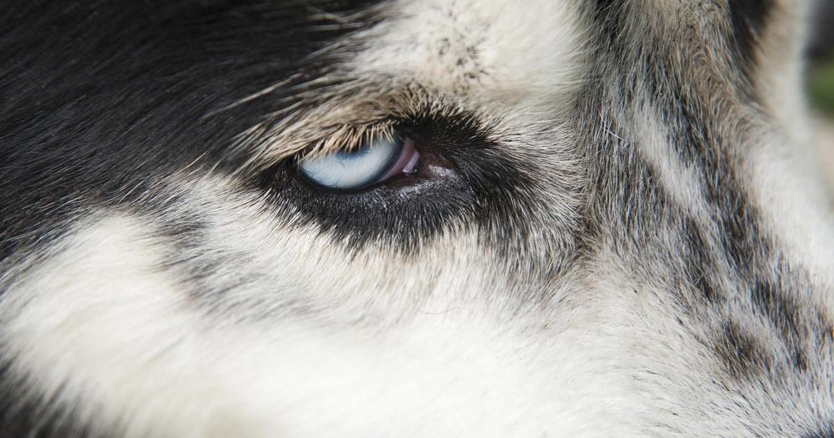 NOVA | Animal Minds: Dogs Preview | Season 41 | Episode 9 | PBS