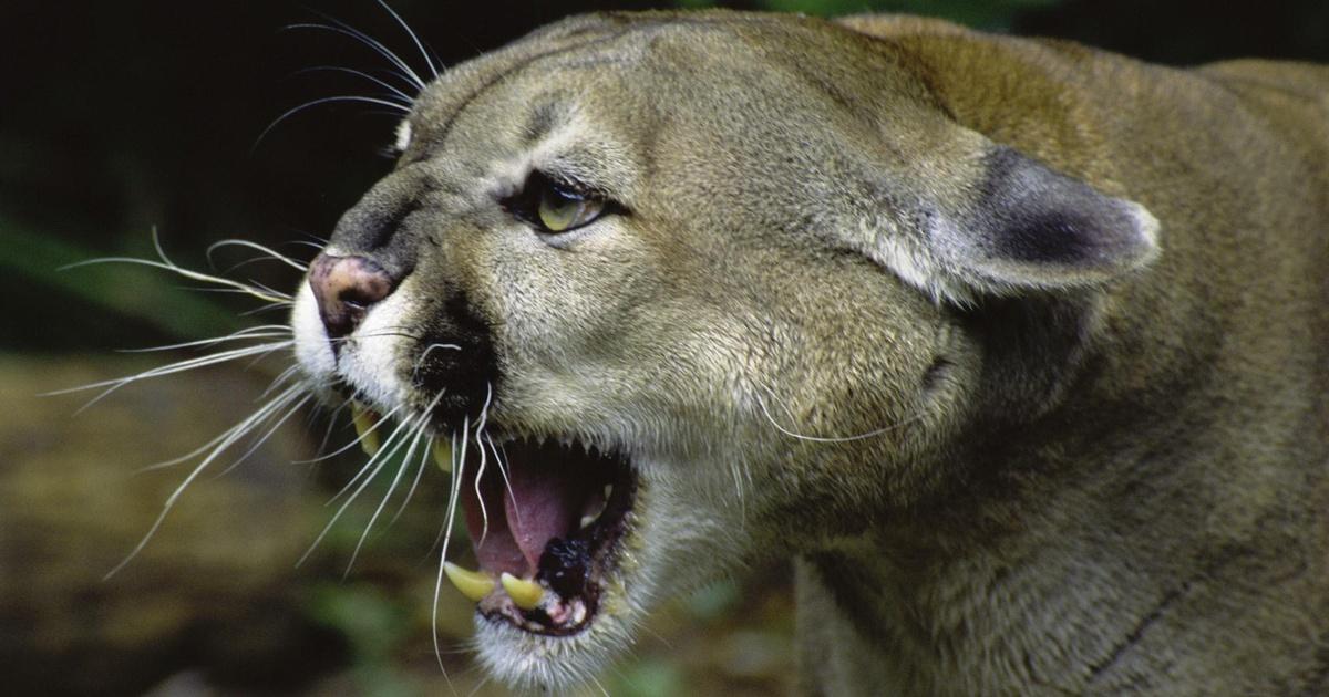 NOVA | Wild Predator Invasion | Season 41 | Episode 7 | PBS