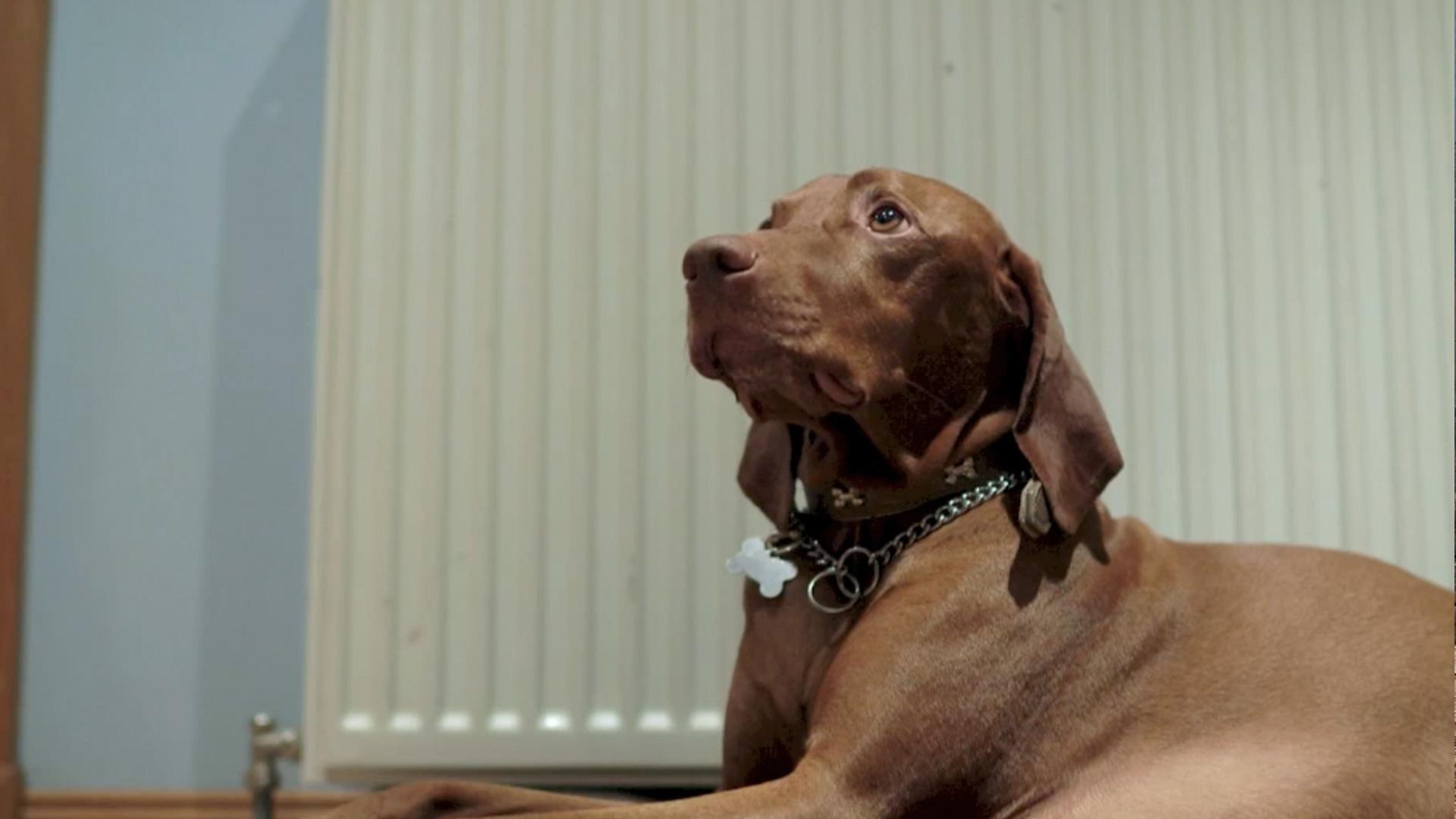 Dogs' Sense of Time | NOVA | THIRTEEN - New York Public Media