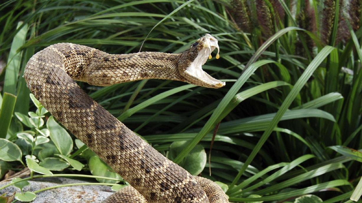 Venom: Nature's Killer | Watch on PBS Wisconsin