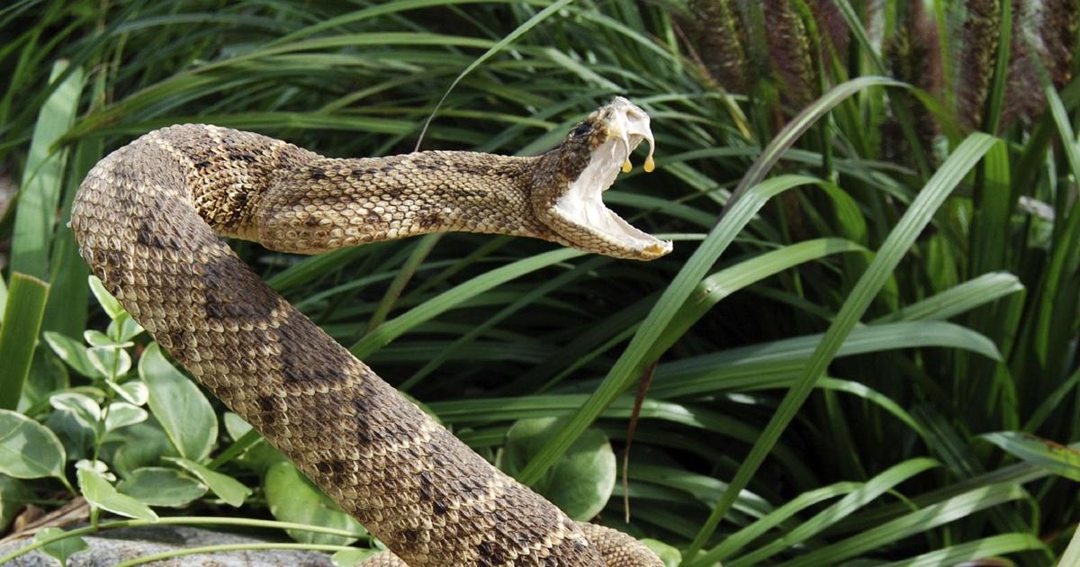 NOVA | Venom: Nature's Killer | Season 38 | Episode 8 | PBS