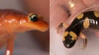 Judgment Day: Intelligent Design on Trial | NOVA