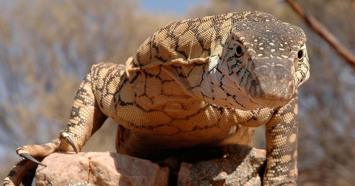 NOVA | Lizard Kings | Season 36 | Episode 16 | PBS