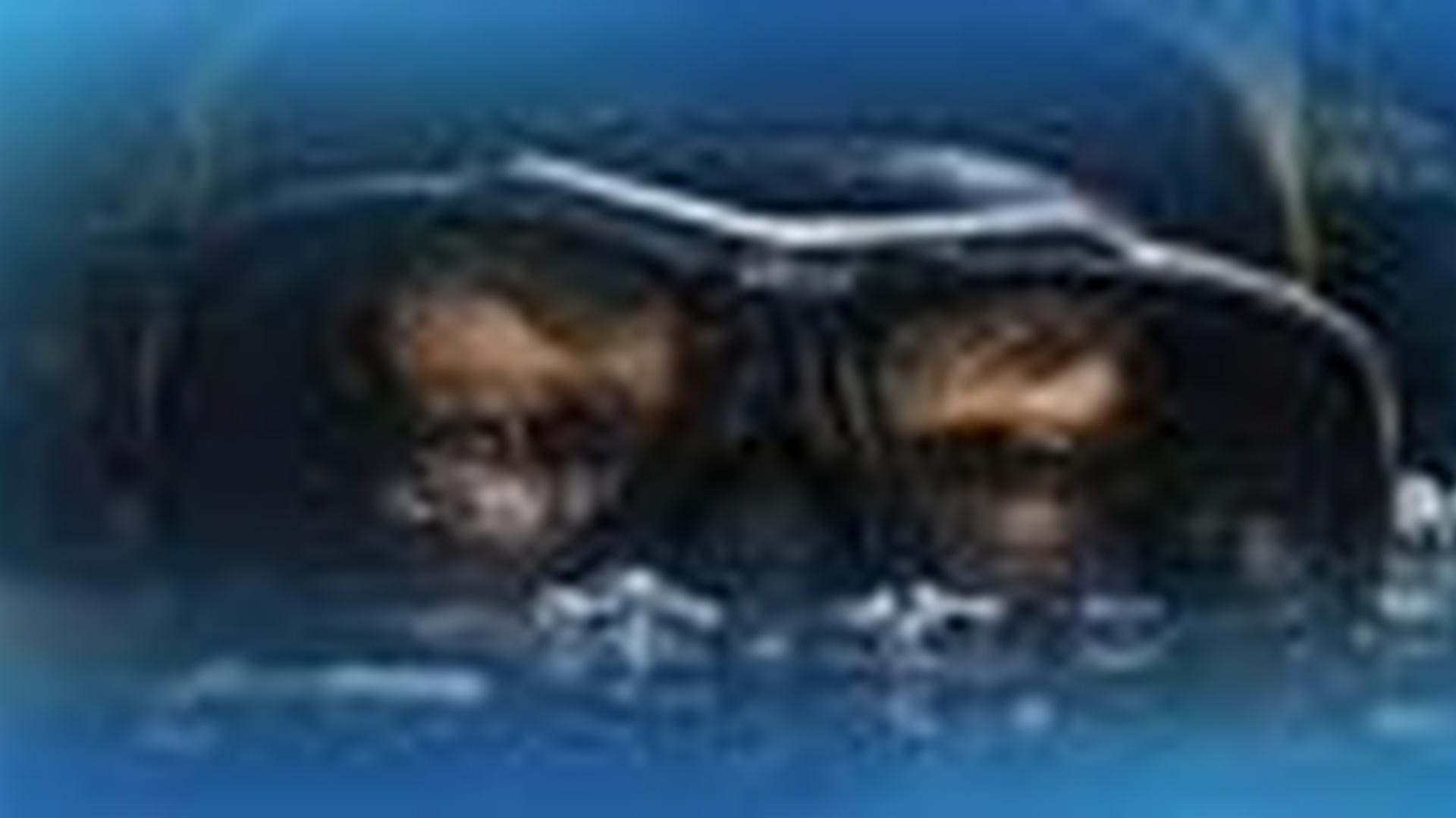 Extreme Cave Diving | Preview | NOVA | THIRTEEN - New York Public Media