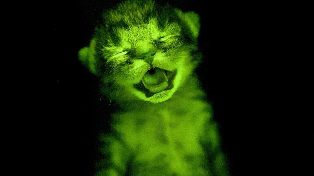 The Hidden Fluorescent World | Watch on PBS Wisconsin