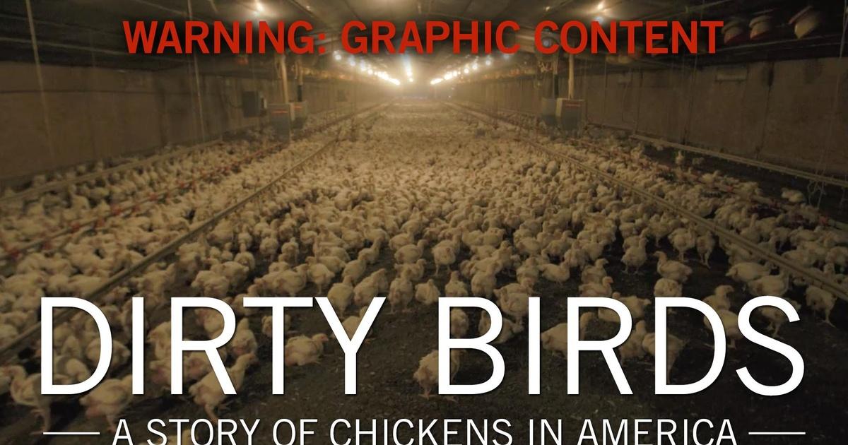 Original Fare | Dirty Birds: A Story of Chickens in America | Season 2 ...