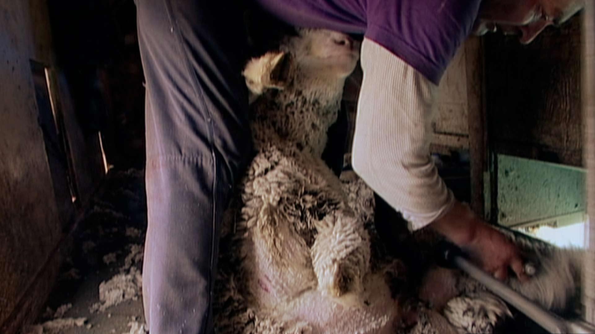 The Shearing of Sheep | POV | THIRTEEN - New York Public Media