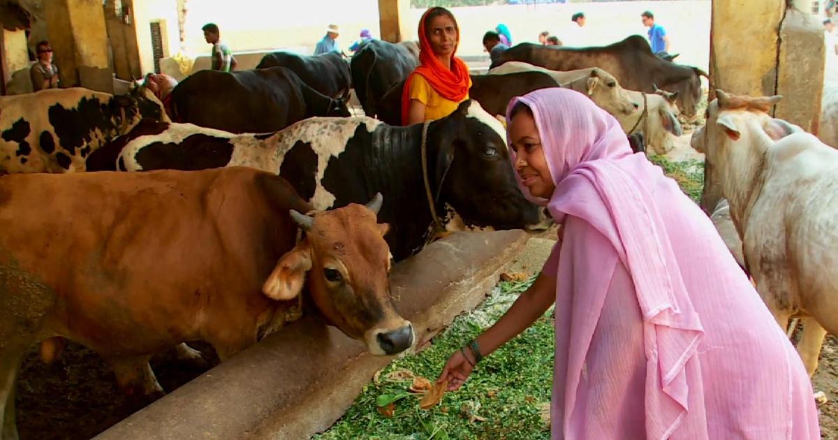 Religion & Ethics NewsWeekly | India's Sacred Cows | Season 17 | PBS