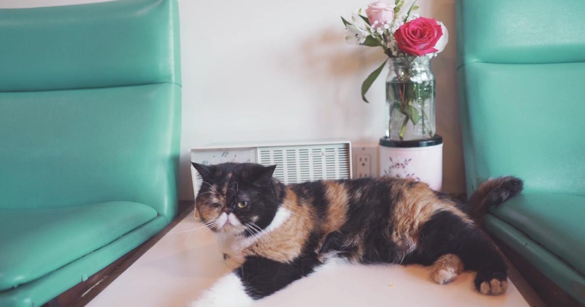 Rewire | Why Does Everybody Love Pudge the Cat? | PBS