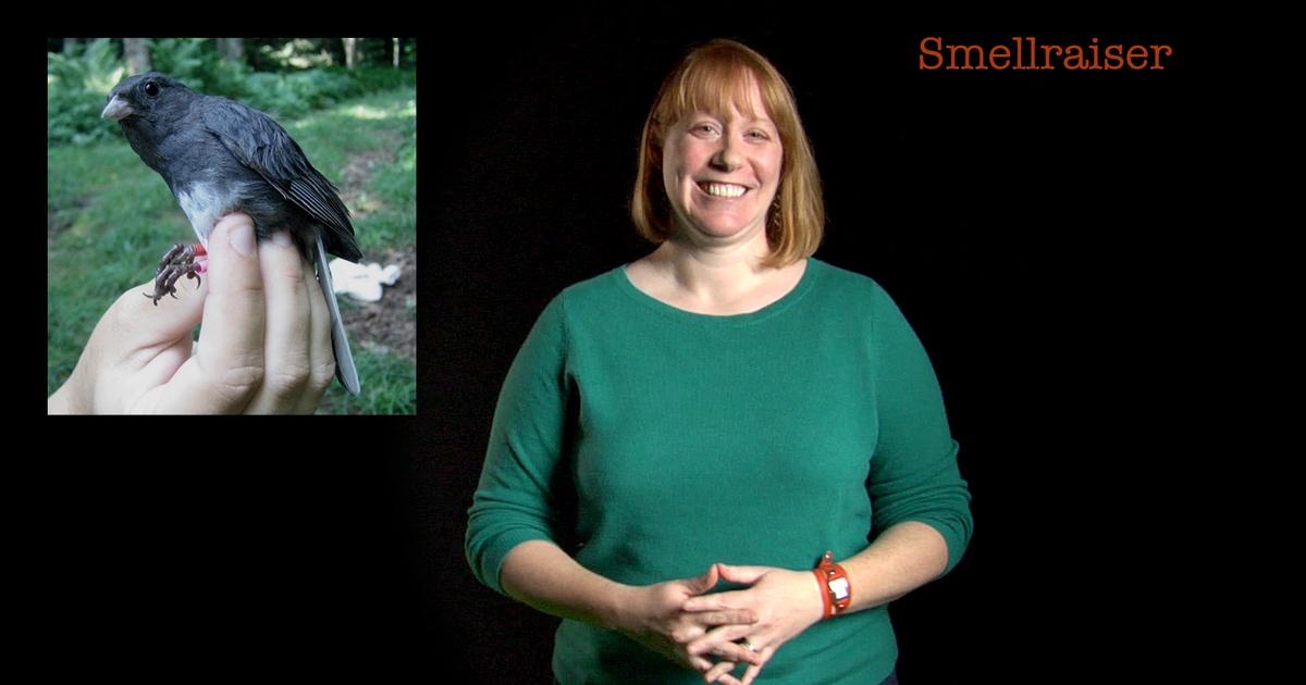 Secret Life of Scientists and Engineers | Danielle Whittaker ...