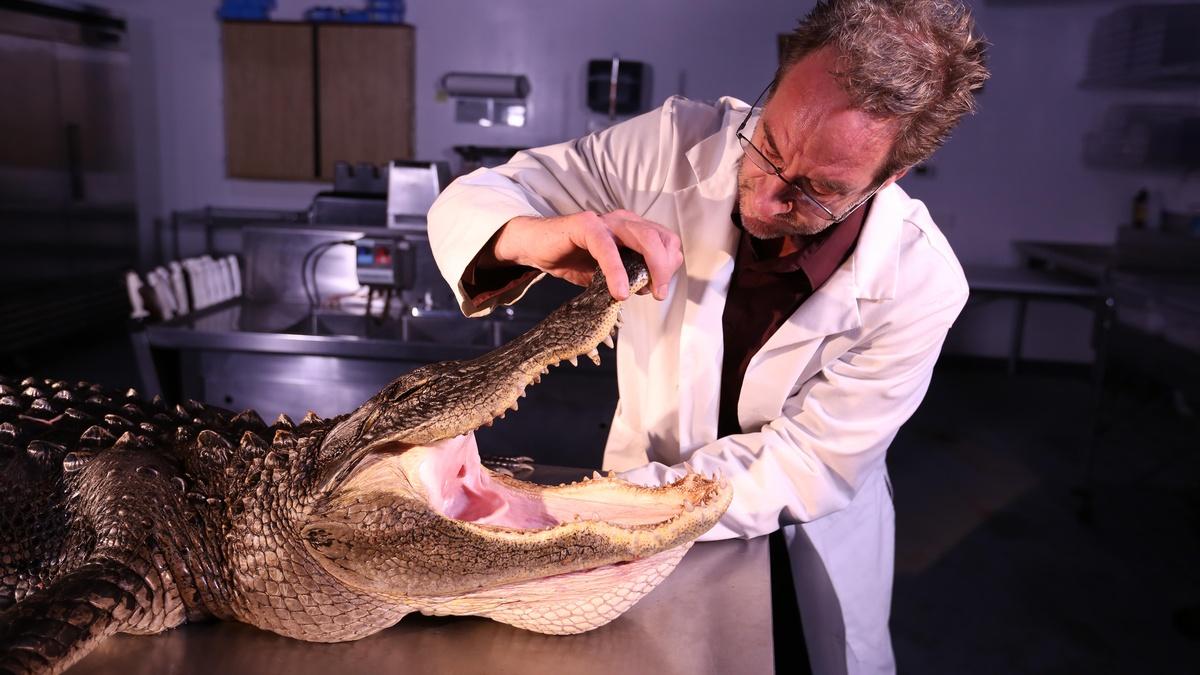 Graveyard of the Giant Beasts | Secrets of the Dead | THIRTEEN - New ...