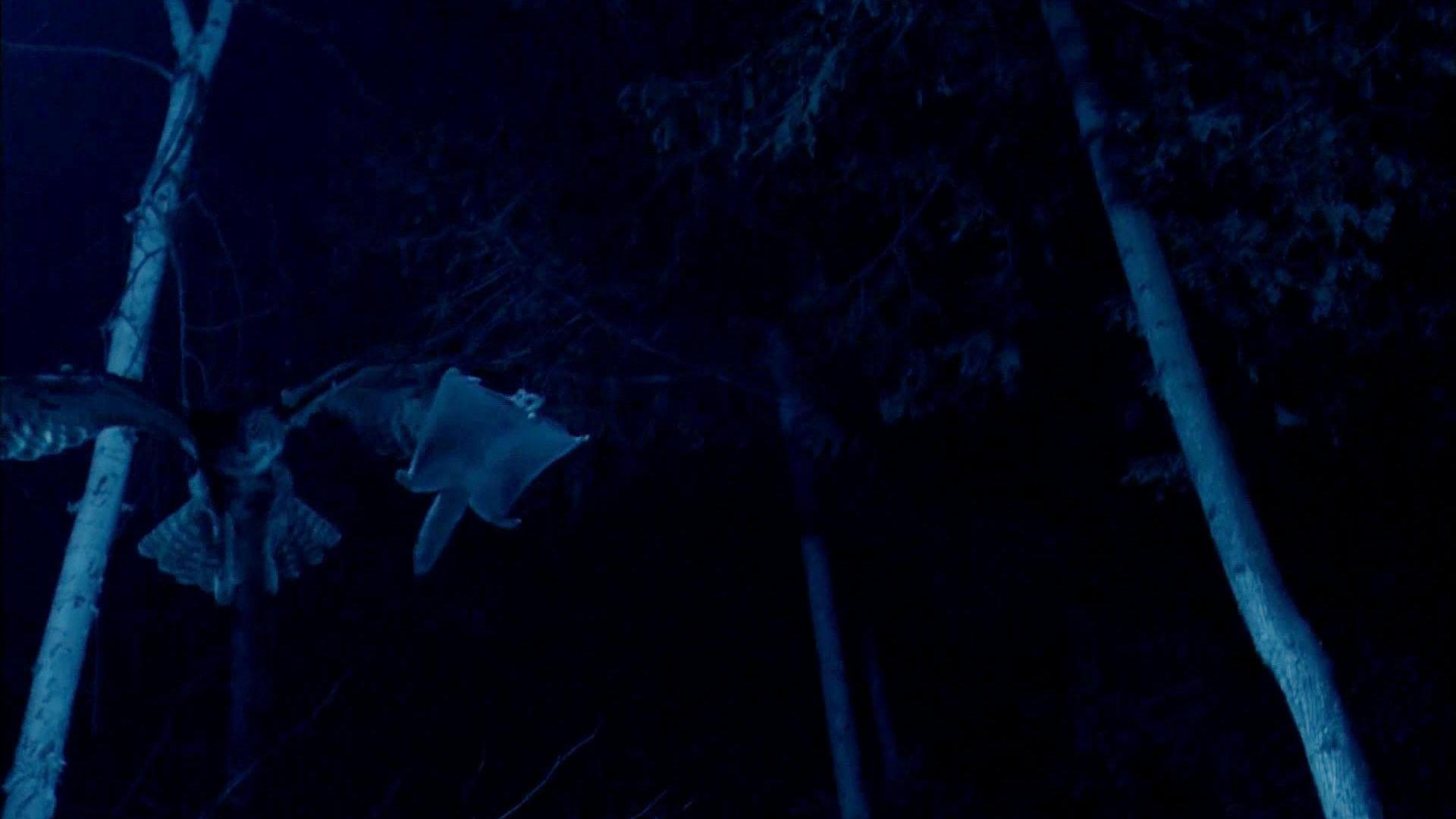 A Flying Squirrel’s Greatest Threat is the Great Horned Owl ...