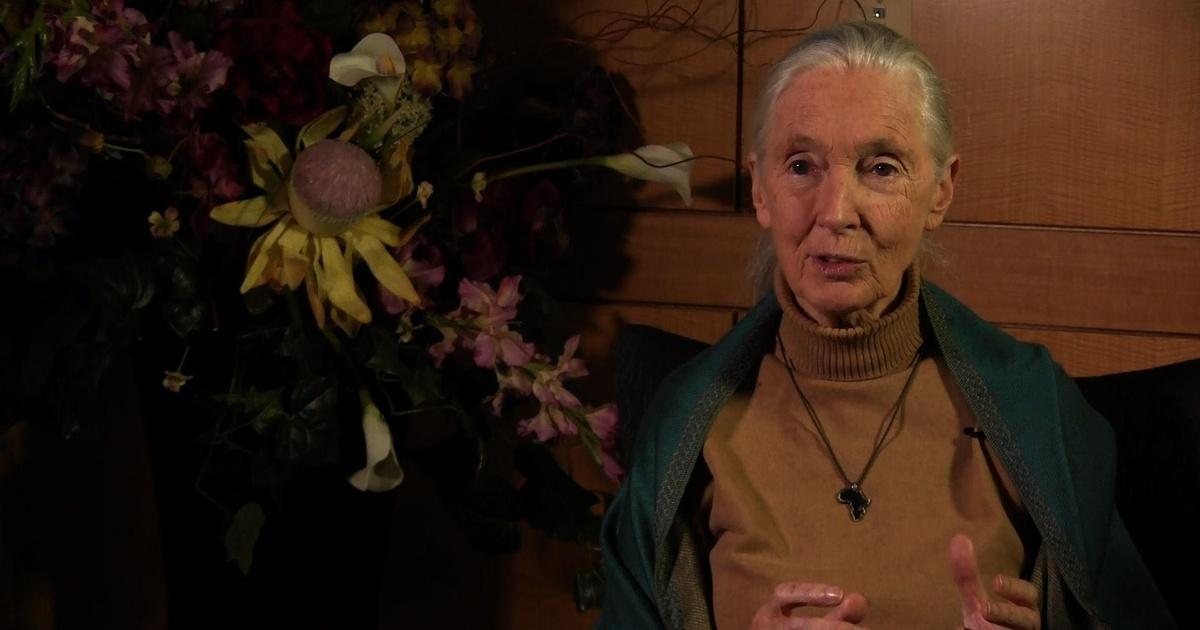 To The Contrary | Women's History Month Profile: Jane Goodall | PBS