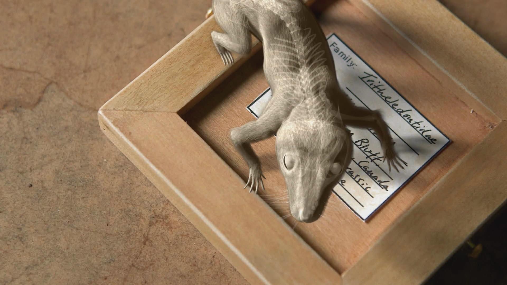 Amazing Places, Amazing Fossils: Tritheledont | Your Inner Fish ...