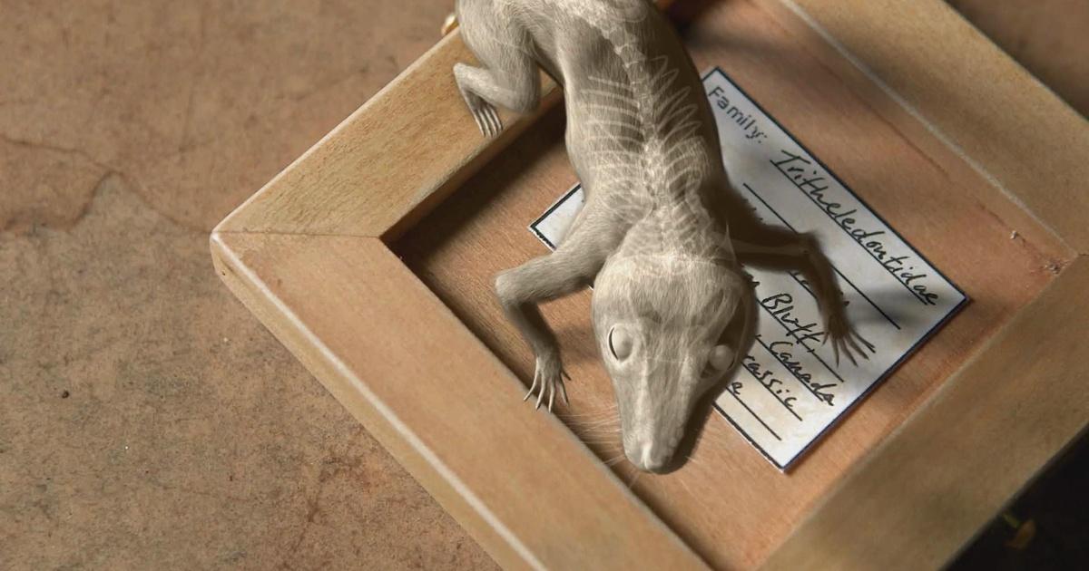 Your Inner Fish | Amazing Places, Amazing Fossils: Tritheledont ...