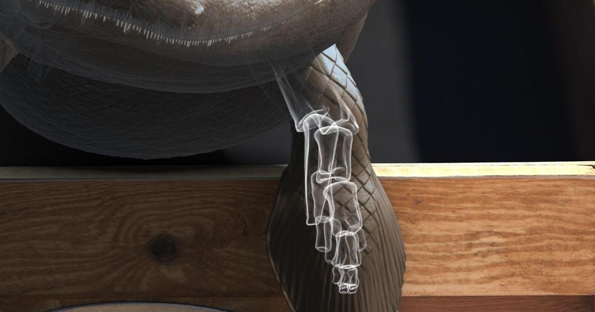 Your Inner Fish | The Ancient History of the Human Hand | Episode 1 ...