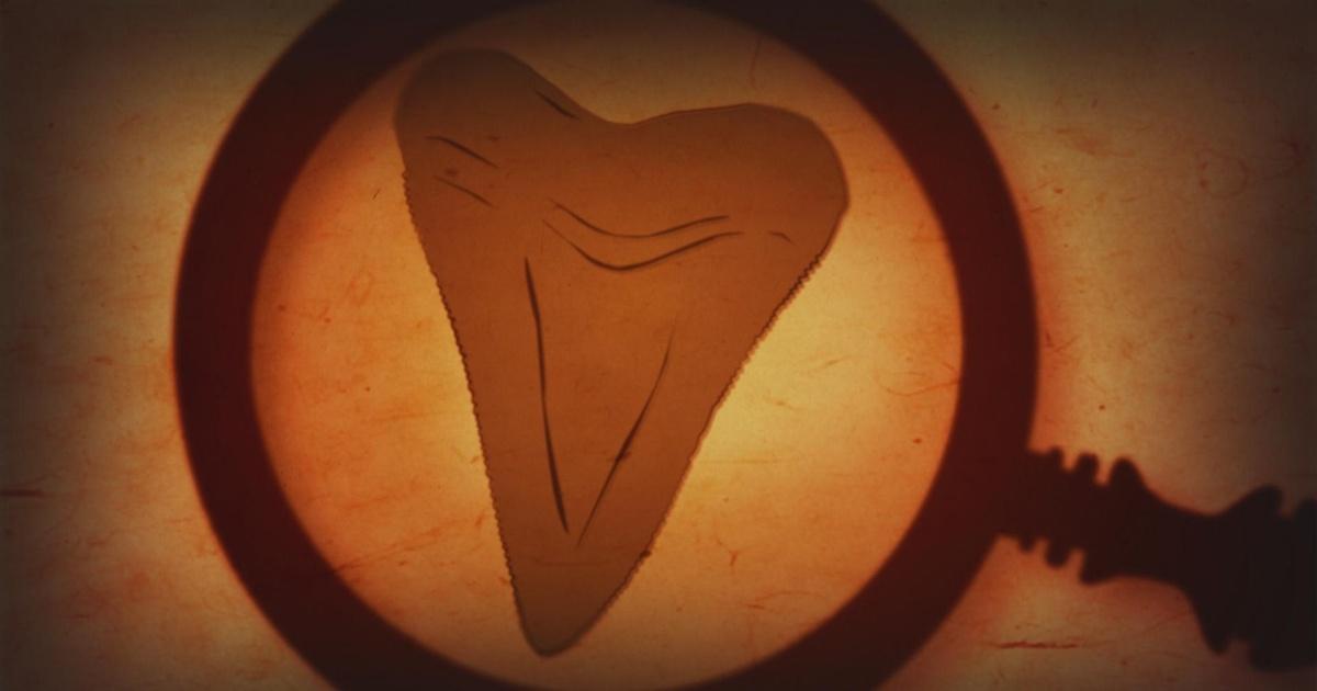 Your Inner Fish | What Can Fossil Teeth Tell Us? | Houston PBS