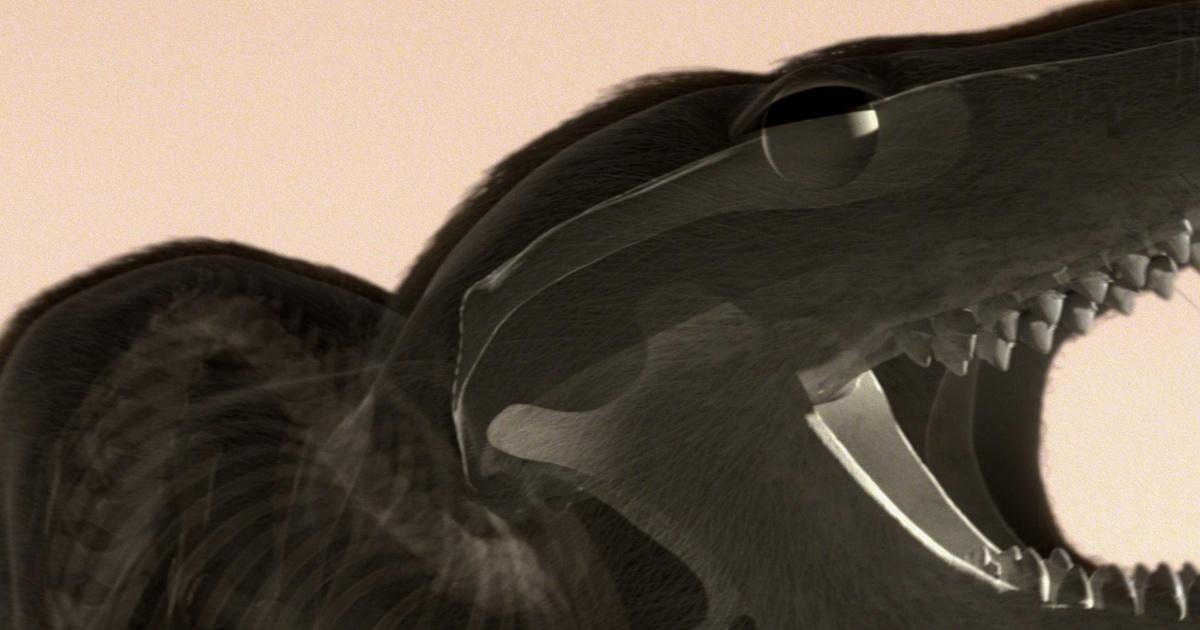 Your Inner Fish | We Hear with the Bones that Reptiles Eat With ...