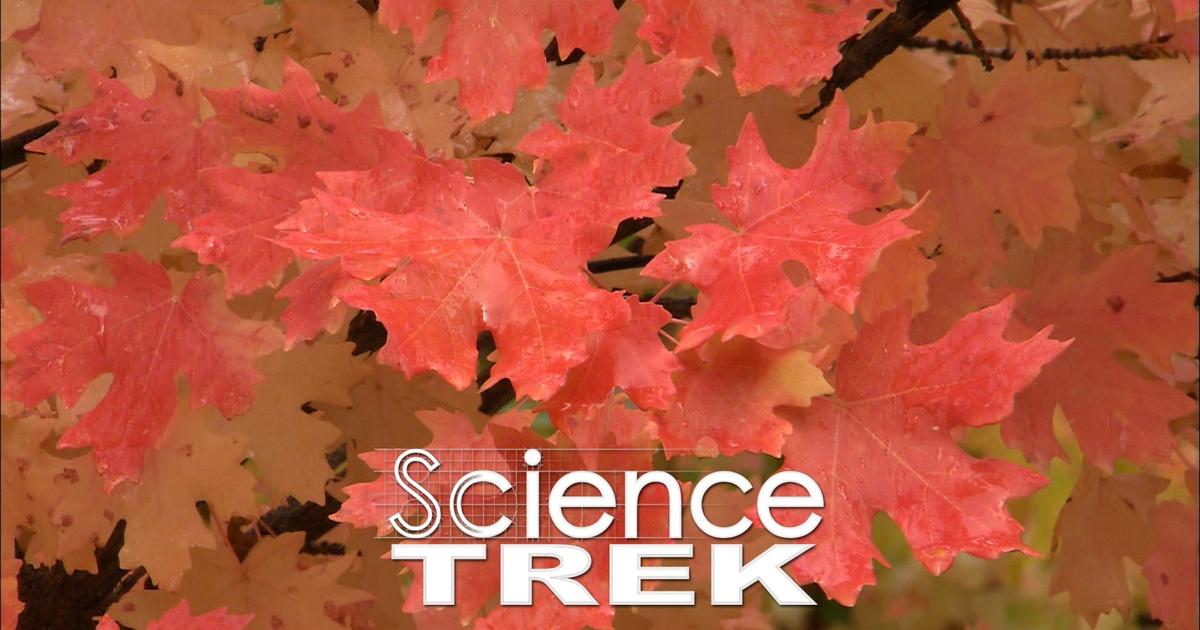 Science Trek | Trees: Why So Colorful? | PBS
