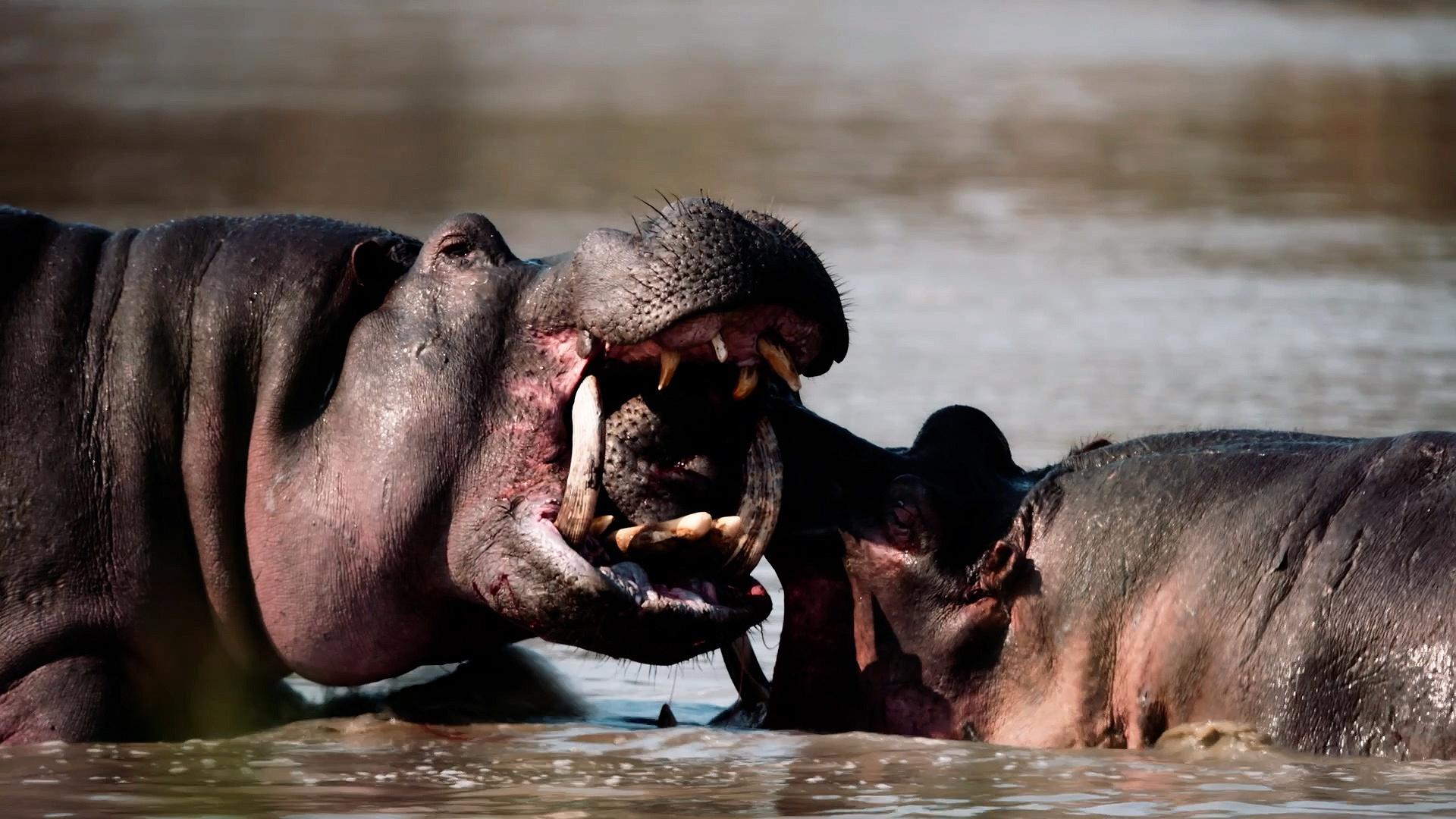 Alpha Hippo vs. Two Intruders | Nature | WLIW
