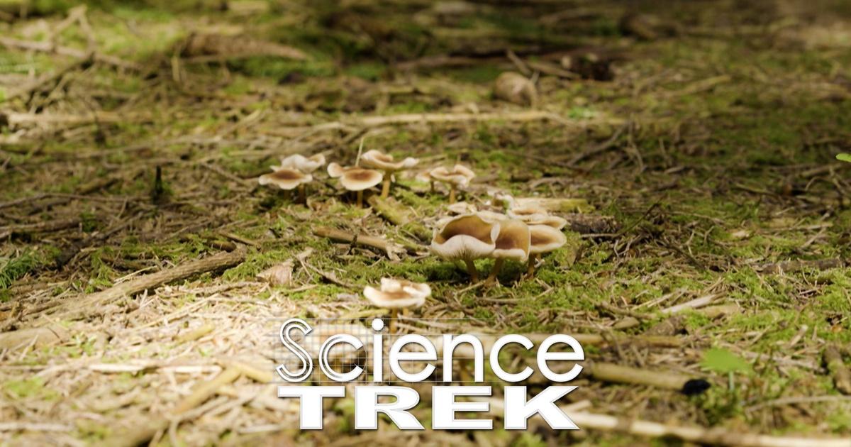 Science Trek | Forests: Forest Zones | PBS