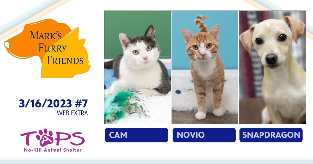 Mark’s Furry Friends | 03/16/2023 | Cam, Novio and Snapdragon | Web ...