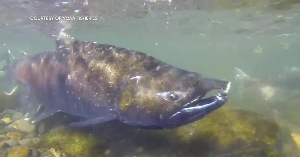 SoCal Matters | Salmon Fishing Is Shut Down Salmon for Third Year in a ...