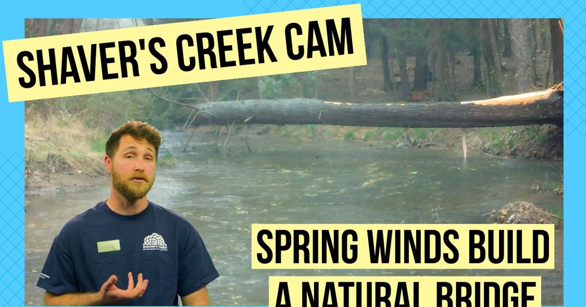A Season at Shaver's Creek | Spring: Fierce Storms & New Beginnings ...