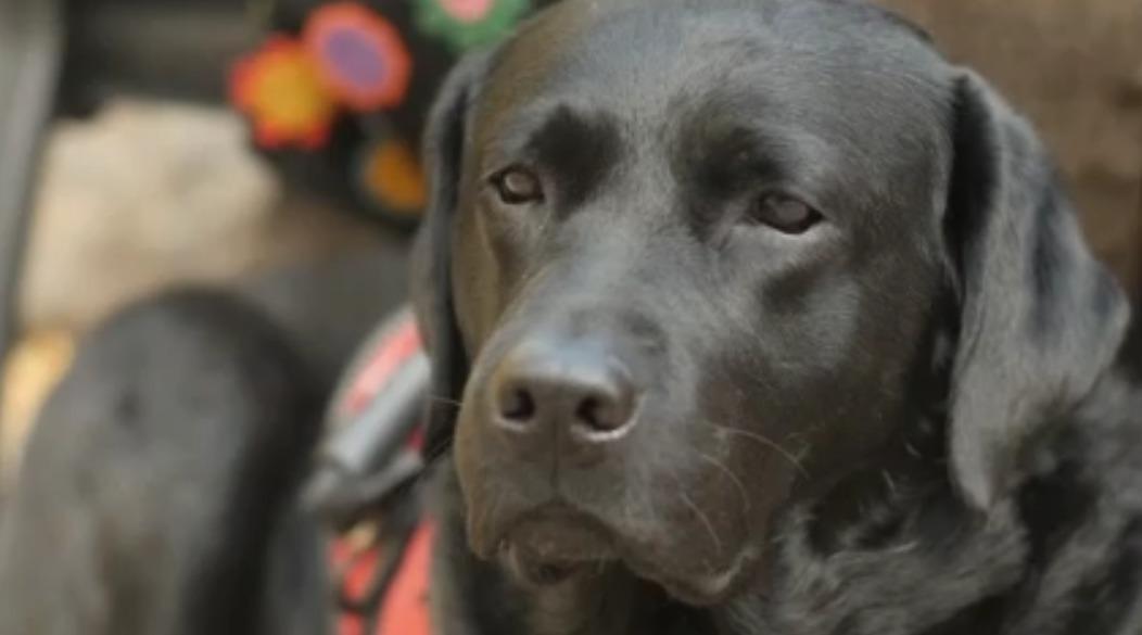 Almanac - Working Dogs - Twin Cities PBS