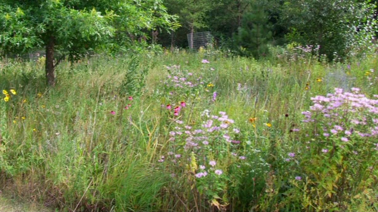 Gardening With Native Plants in the Northwoods | Watch on PBS Wisconsin