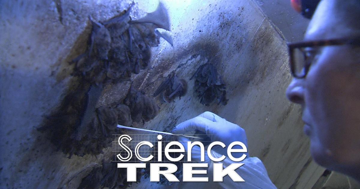 Science Trek | Bats: Swab a Bat, Save a Bat | PBS