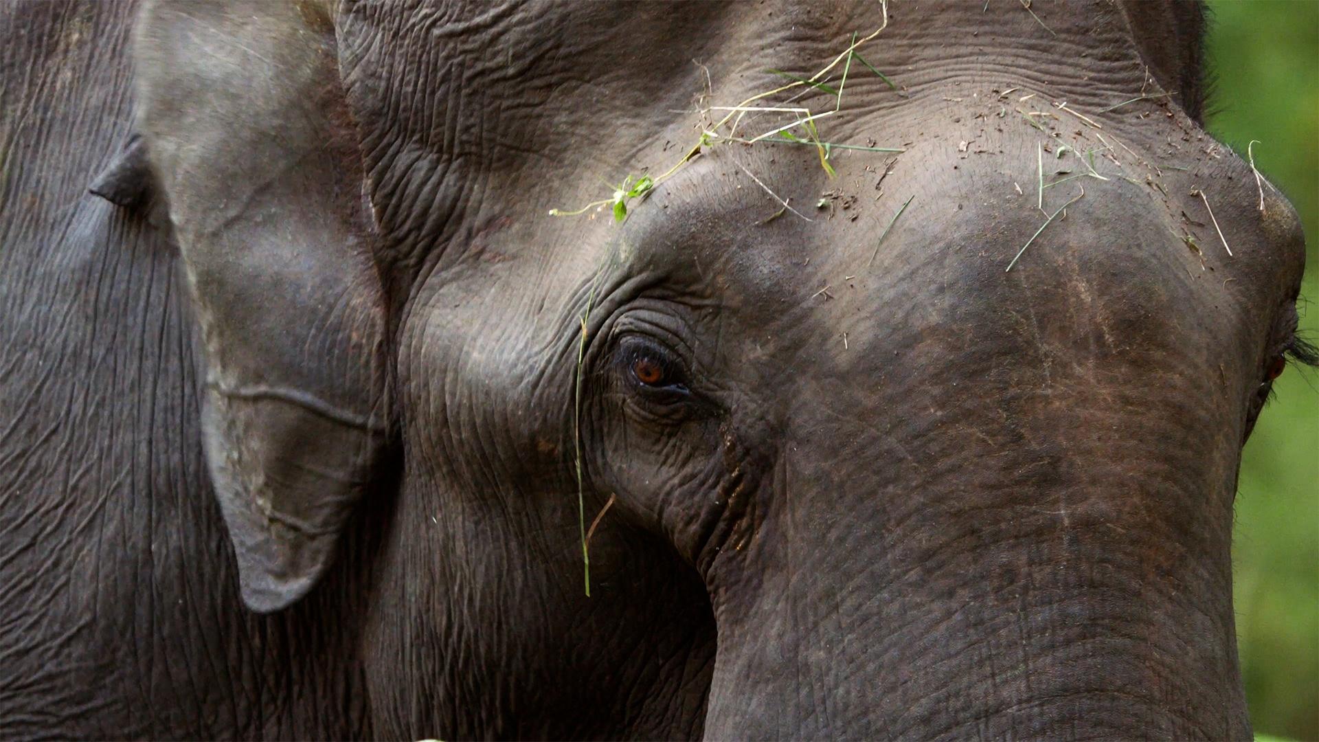 Way of the Elephants | WILD HOPE | Nature | THIRTEEN - New York Public ...