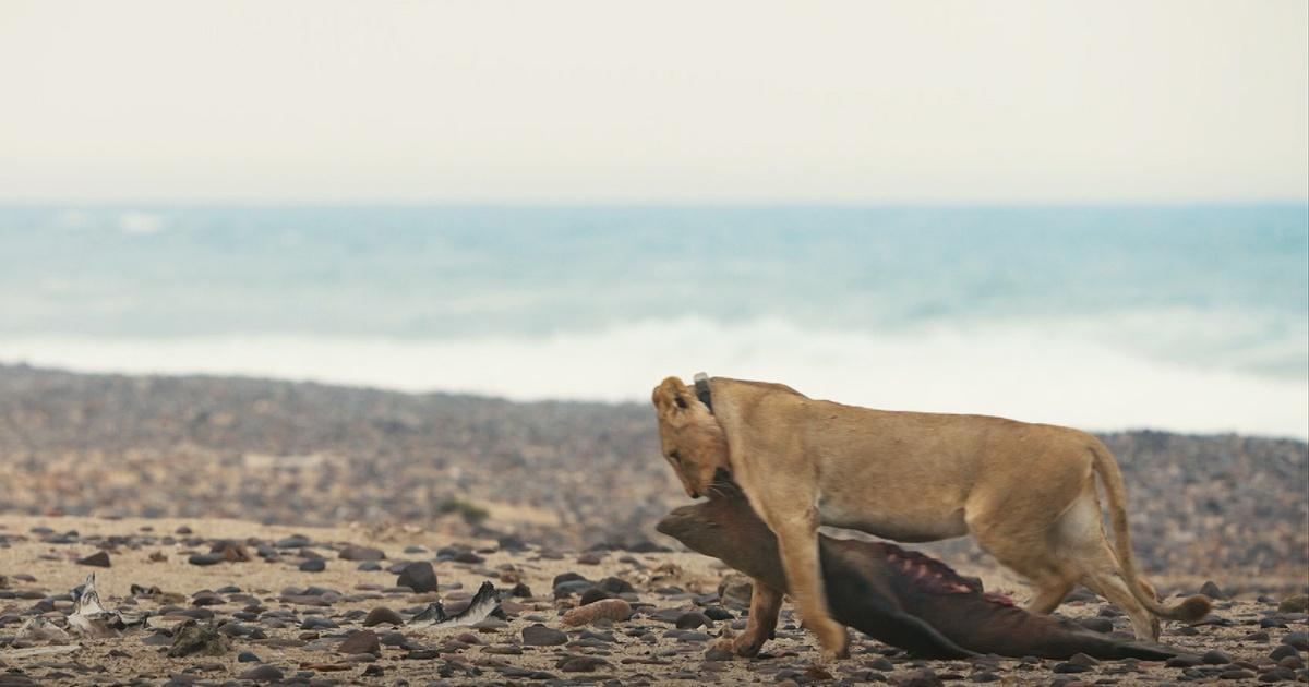 Nature | Extraordinary Lion Behavior Caught on Camera | Season 43 ...