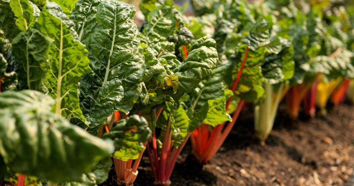French Magnolia Cooks | French Magnolia Cooks: Greens & Compost ...