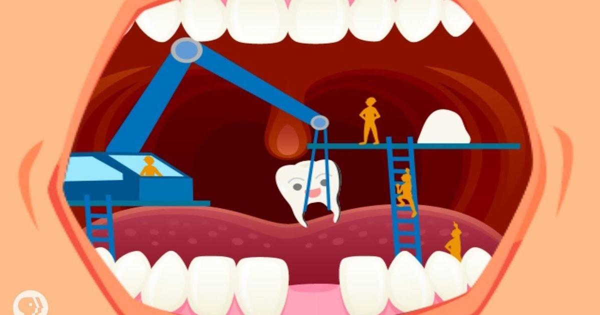 Be Smart | Where Do Teeth Come From? | Season 6 | Episode 28 | PBS