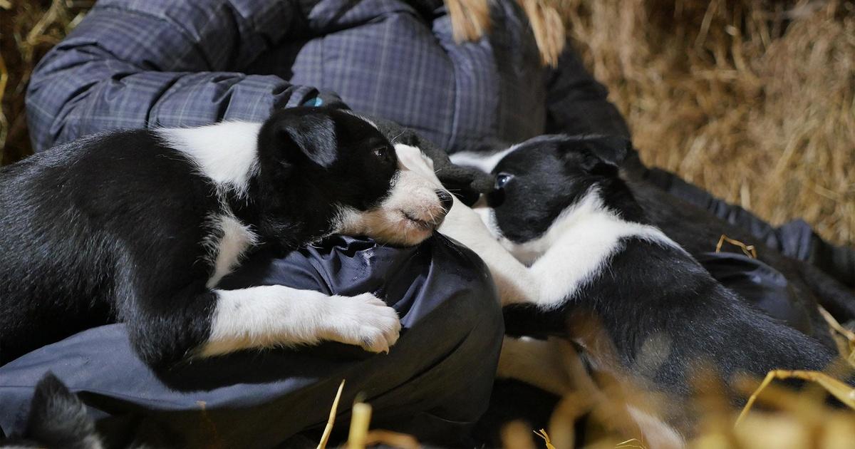 Puppy Secrets: The First Six Months | Two Months To Six Months ...