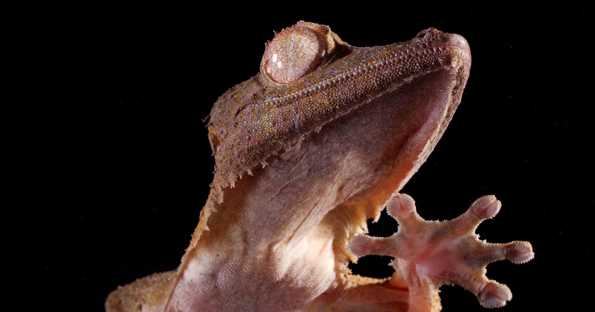 Deep Look | Gecko Grip: It’s Atomic (Really) | Season 10 | Episode 7 | PBS