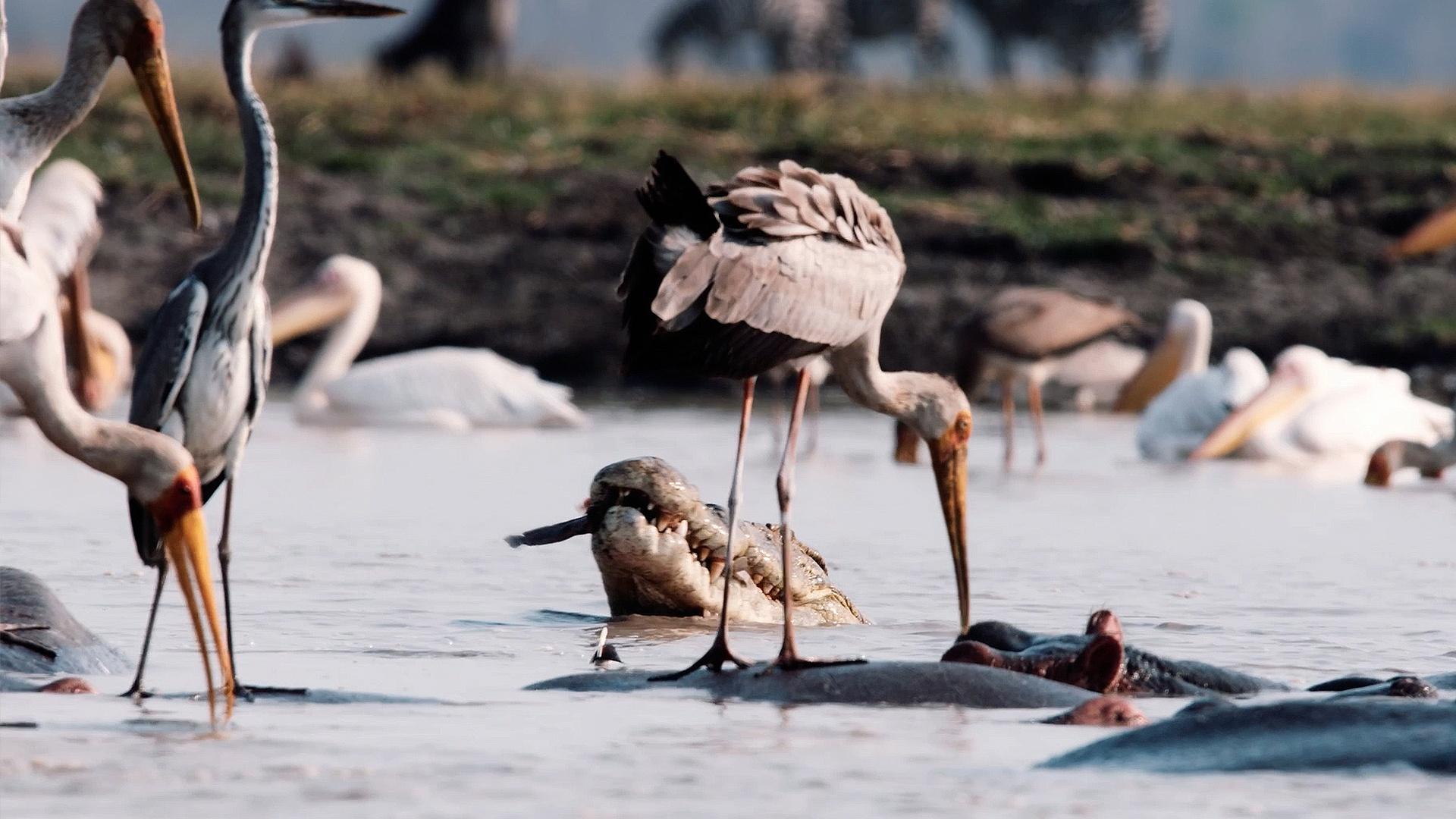 How Birds and Crocs Work Together to Trap Fish | Nature | THIRTEEN ...