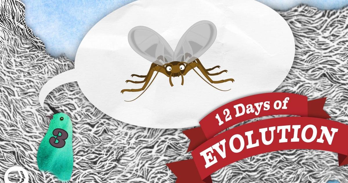 Be Smart | Have We Ever Seen Evolution Happen - 12 Days of Evolution #3 ...