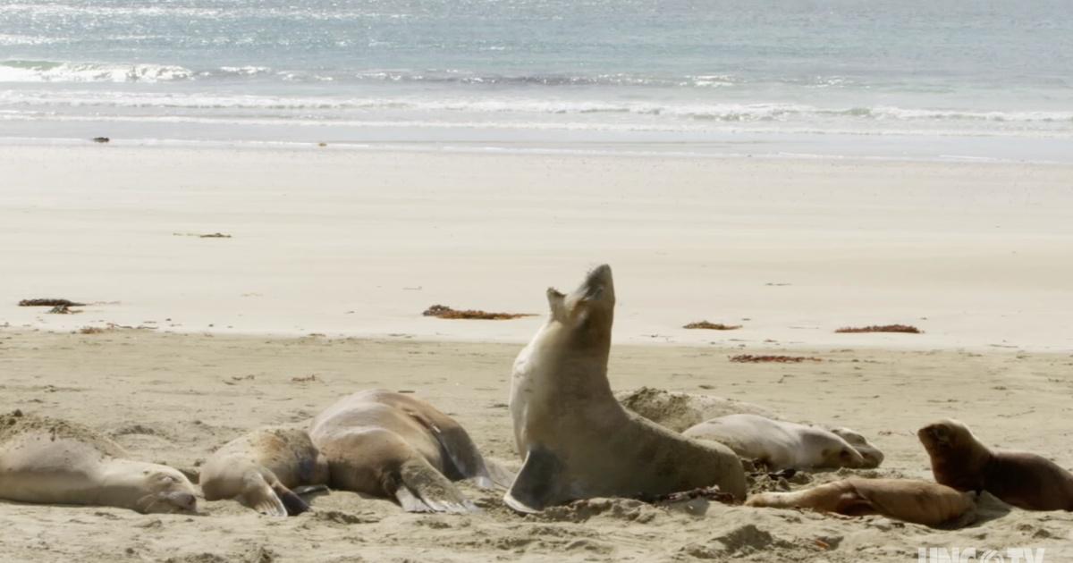 SciTech Now North Carolina | Sensor Bugs, Sea Lions & Antarctic Ice ...