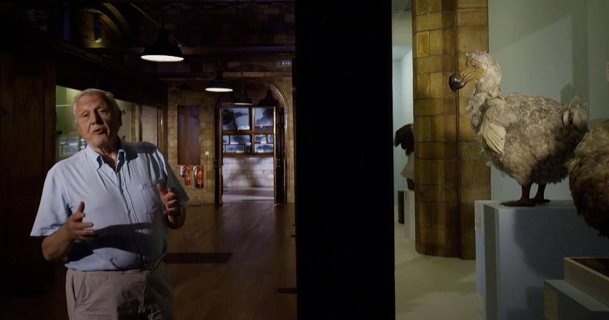 Nature | What the Dodo Bird Actually Looked Like | Season 43 | Episode ...