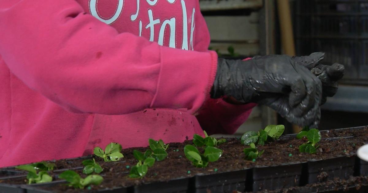 Virginia Home Grown | Virginia Home Grown: Propagate Plants | Season 19 ...