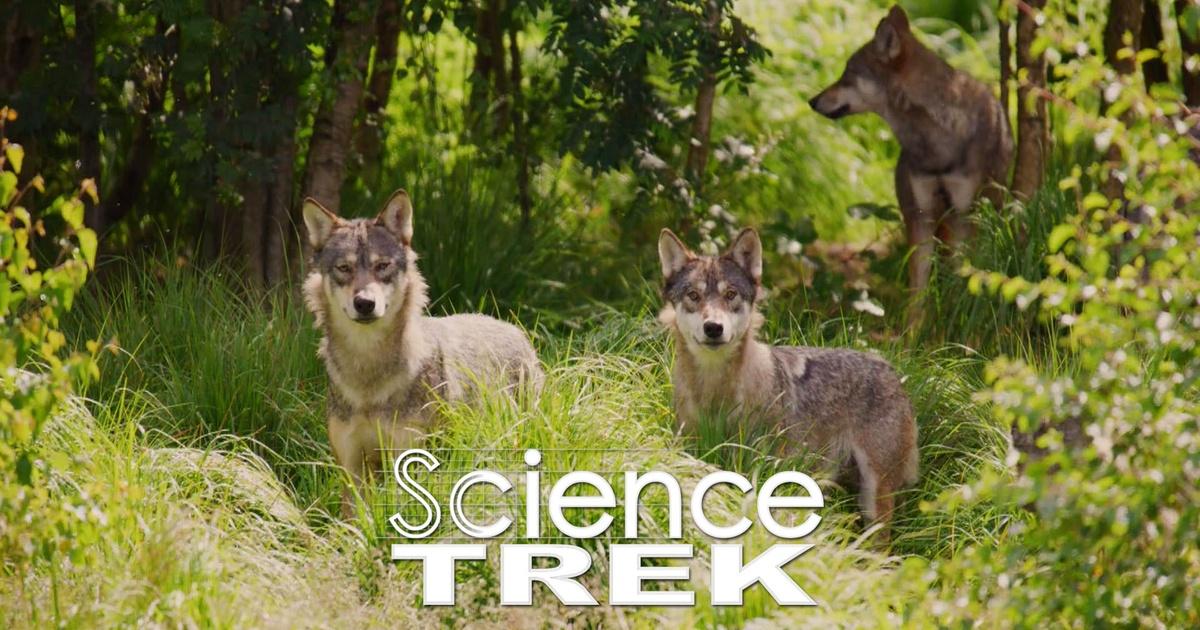 Science Trek | Animal Adaptation: It's Artificial | Houston PBS