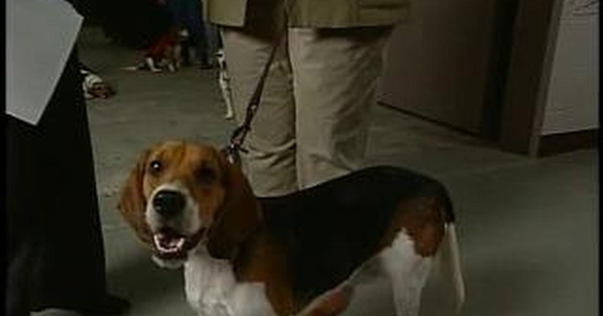 Almanac | A Live Beagle Parade!!! | Season 2001 | Episode 4 | PBS