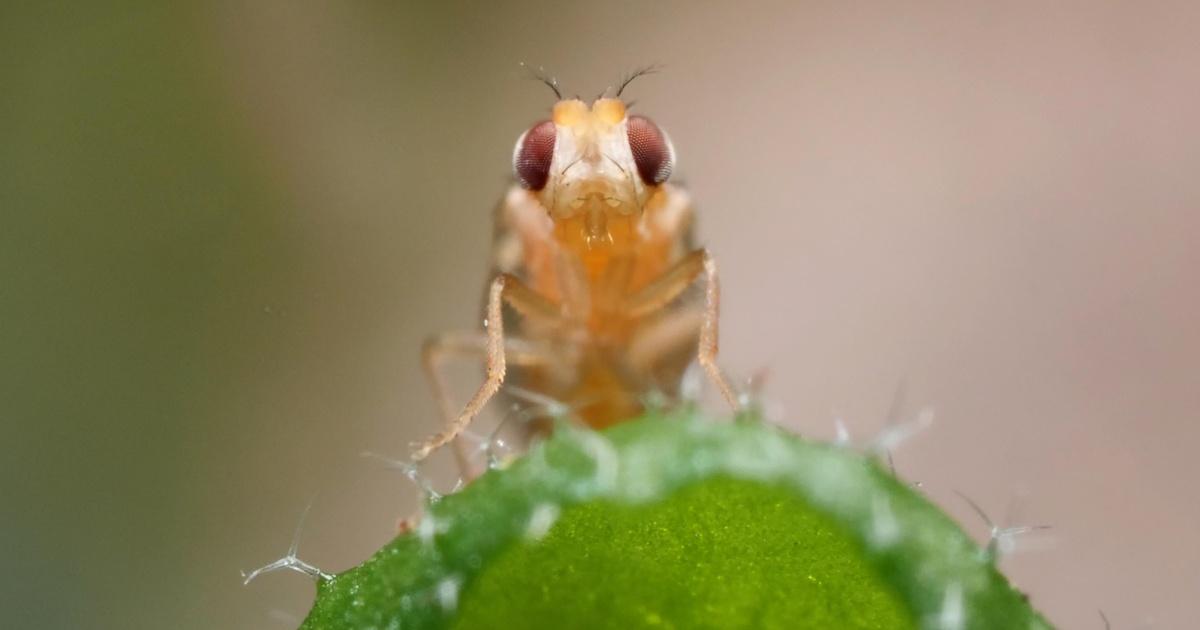 Deep Look | Leaf Miner Fly Babies Scribble All Over Your Salad | Season ...