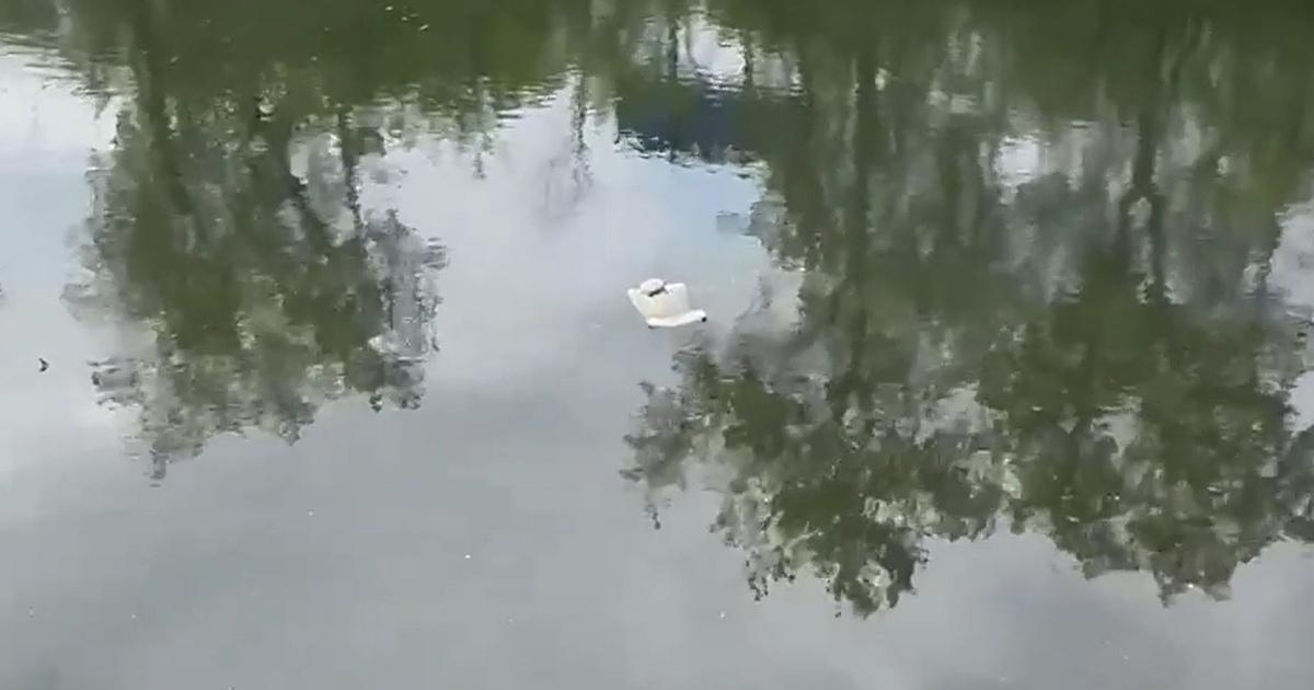Chicago Tonight | Turtle Sunbathing in the Chicago River | Season 2025 ...