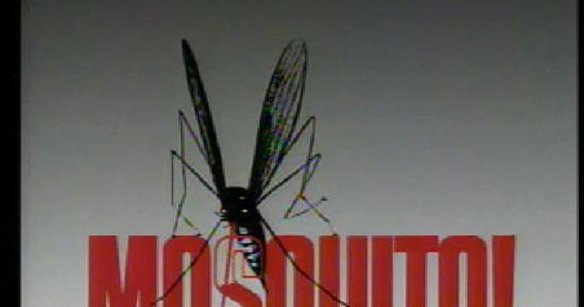 Mosquito! | PBS