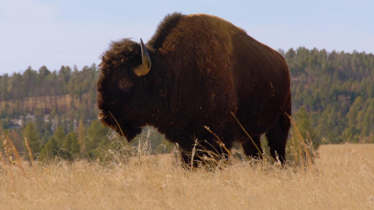 Surprising Facts About the Buffalo | The American Buffalo | THIRTEEN ...